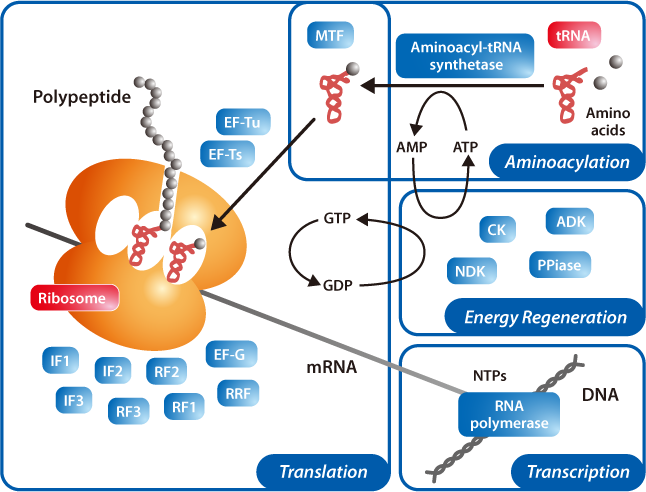 PURE system | PUREfrex® | GeneFrontier Corporation